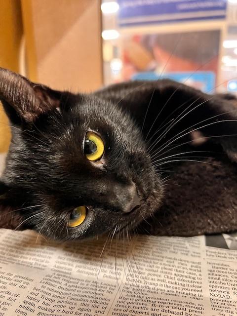 Cat for adoption - FELICIA. #8811, a Domestic Short Hair in Bethesda ...