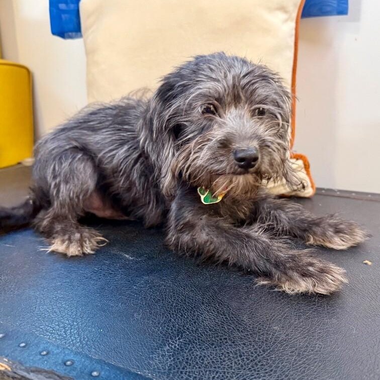 Dog for adoption - Danny Tanner, a Wirehaired Terrier & Havanese Mix in ...