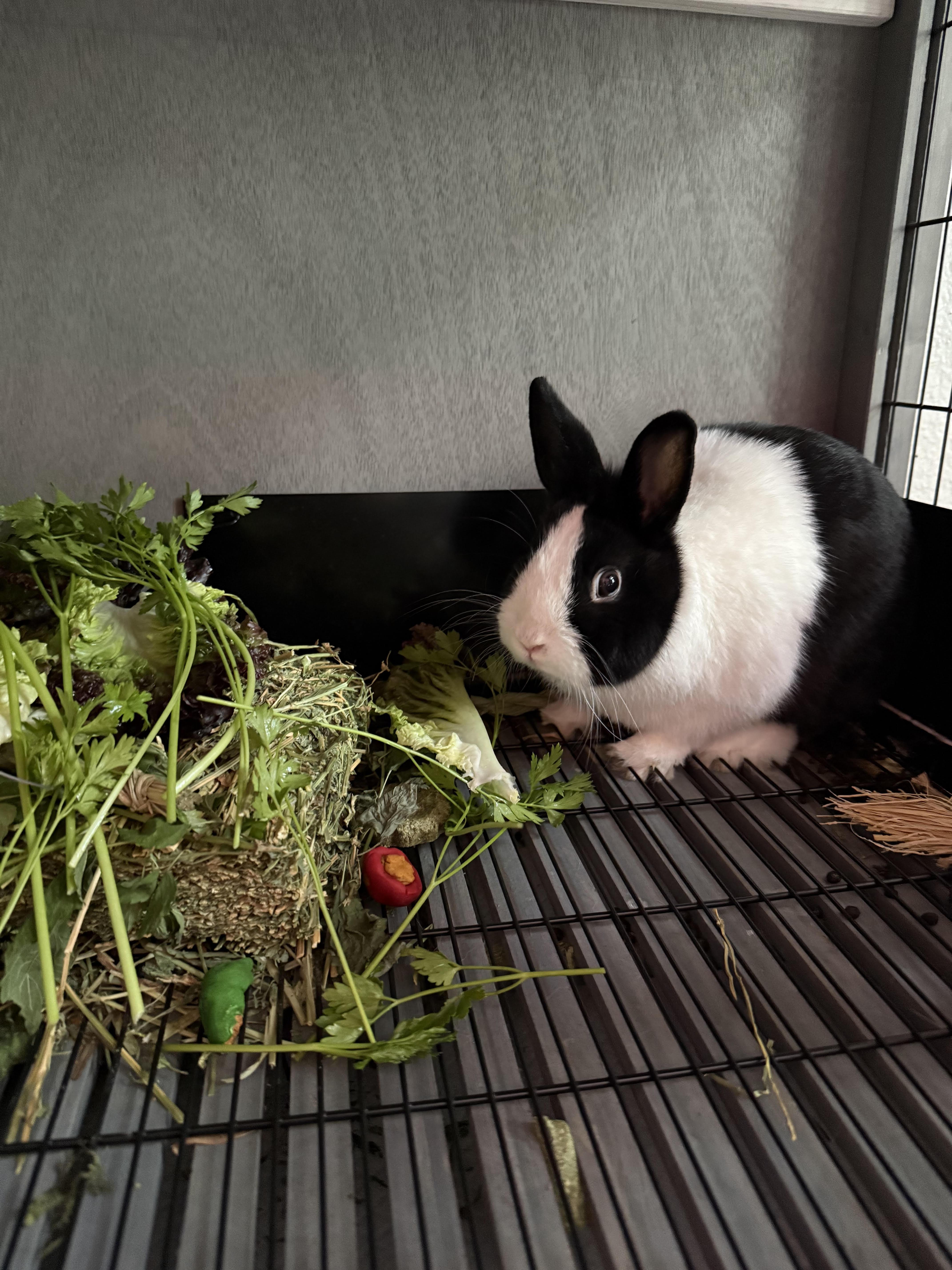 Rabbit for adoption - Apollo, a Dutch in Gig Harbor, WA | Petfinder