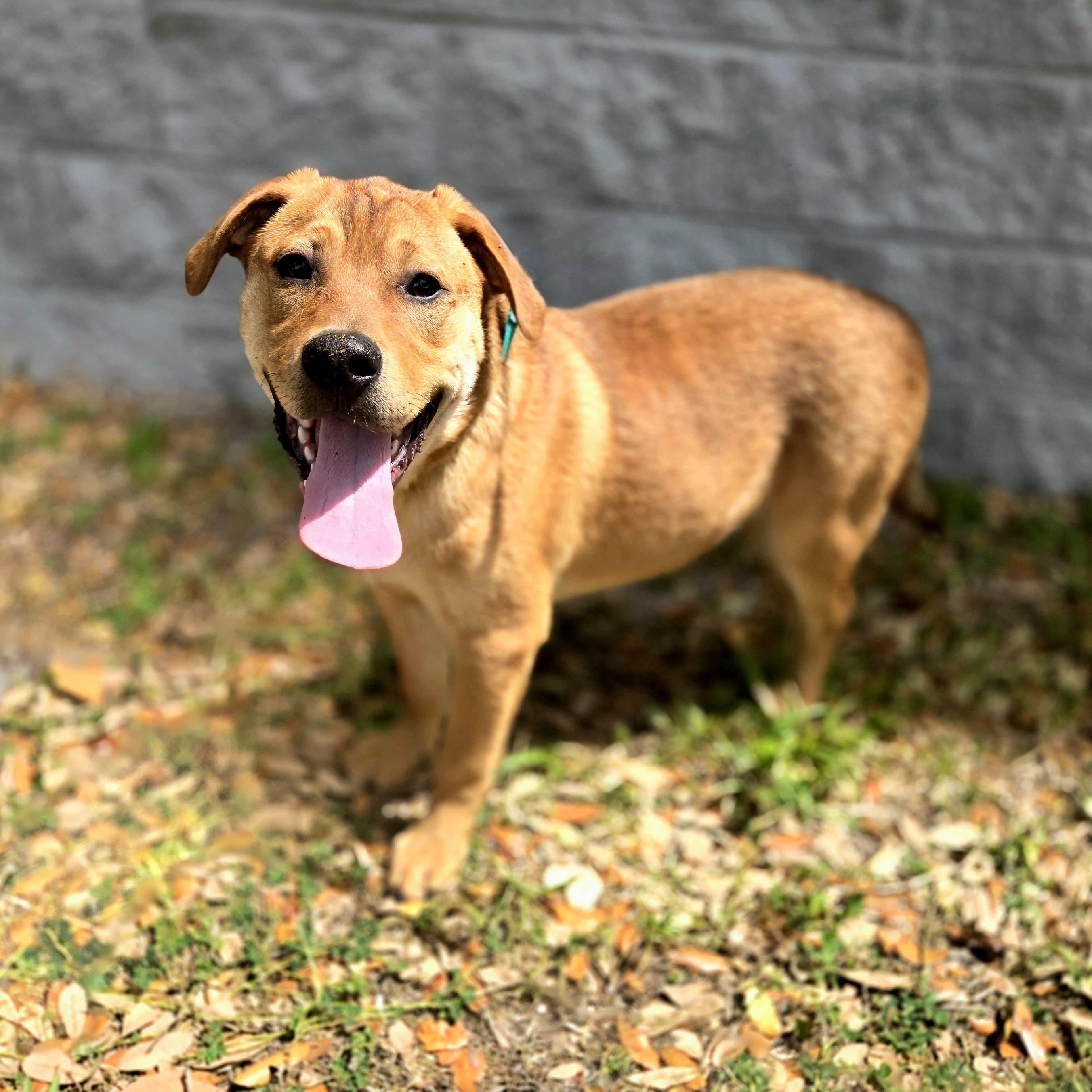 Dog for adoption - Gary Gnu, a Labrador Retriever & Shepherd Mix in ...