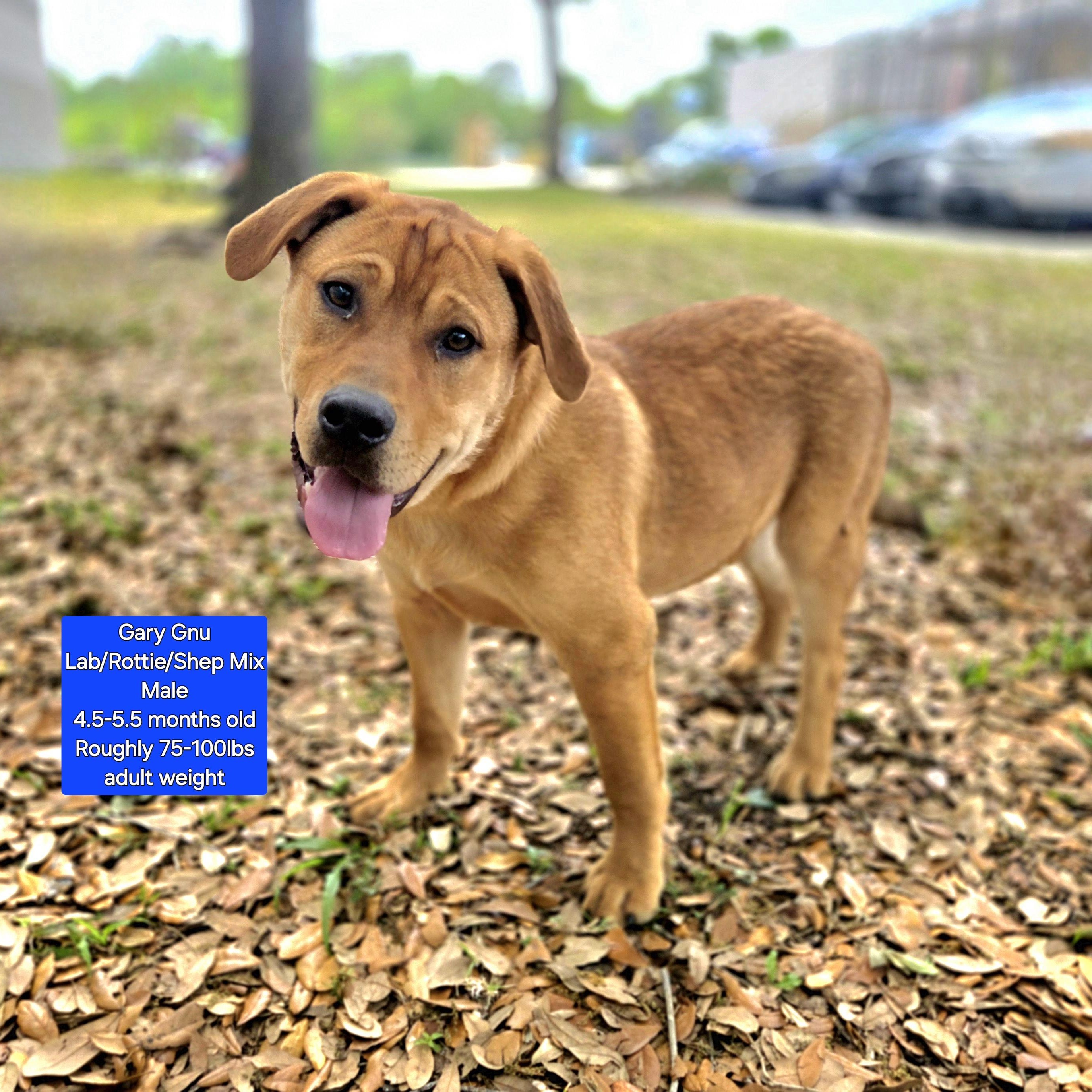 Dog for adoption - Gary Gnu, a Labrador Retriever & Shepherd Mix in ...