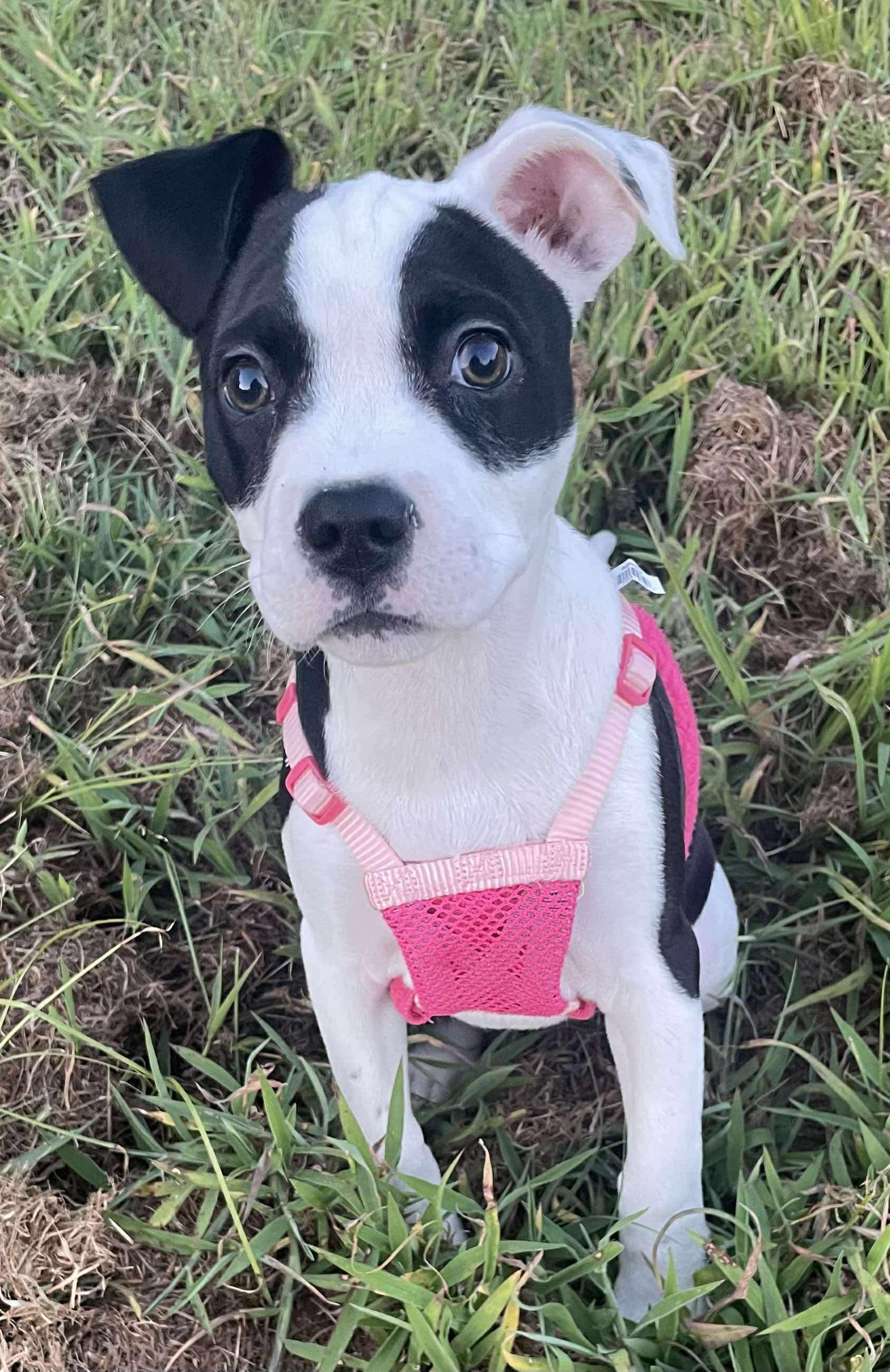 Dog for adoption - Panda (Lauren-fostered in TN), an American Bulldog ...