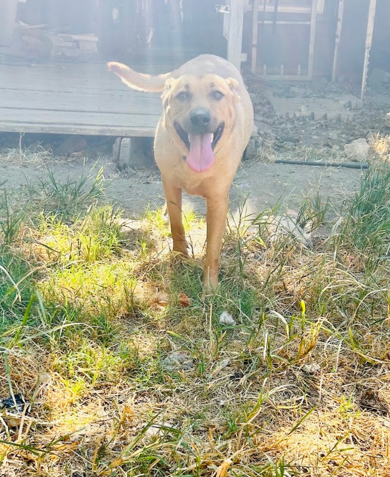 Dog for adoption - Chili, a Labrador Retriever & Carolina Dog Mix in ...