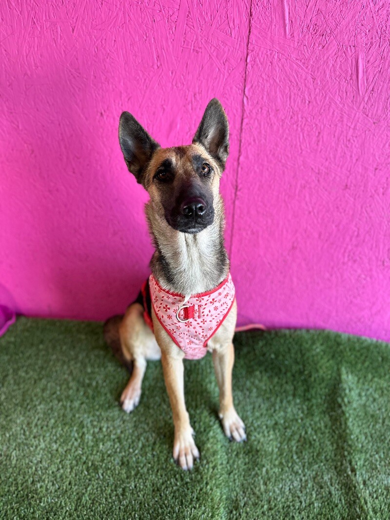 Dog for adoption - Runt, a German Shepherd Dog Mix in Las Vegas, NV ...