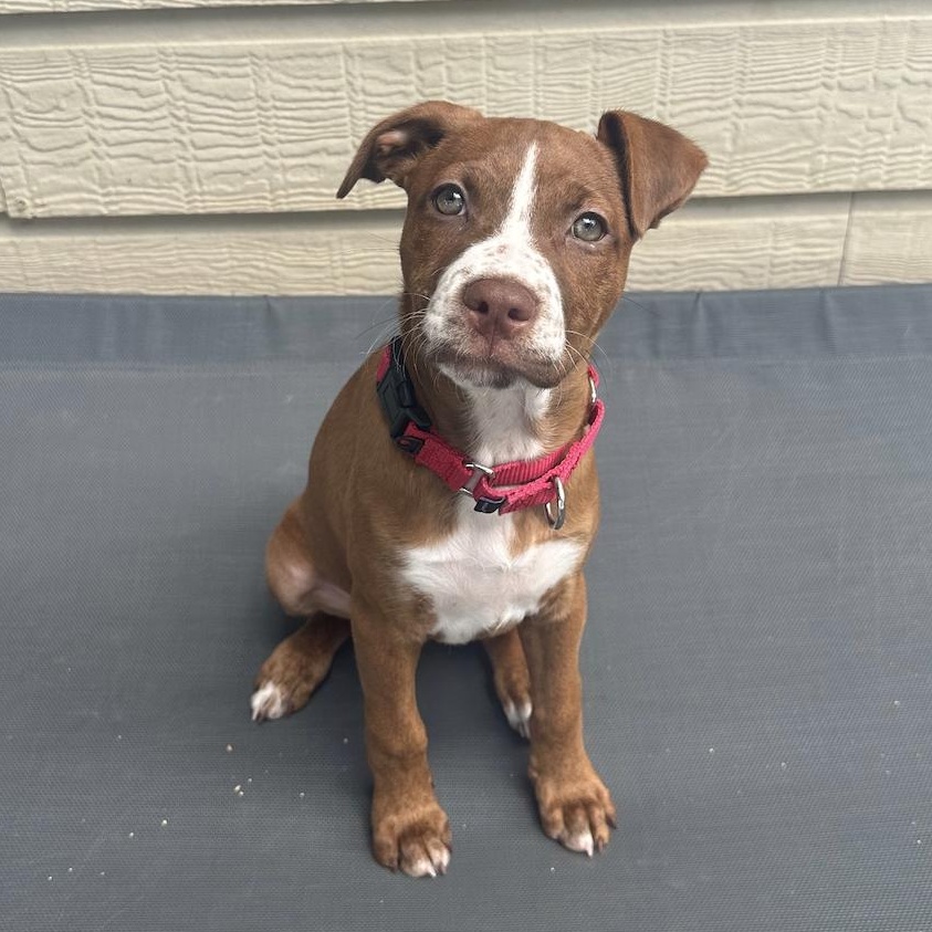 Dog for adoption - Pippa, a Terrier Mix in Cincinnati, OH | Petfinder