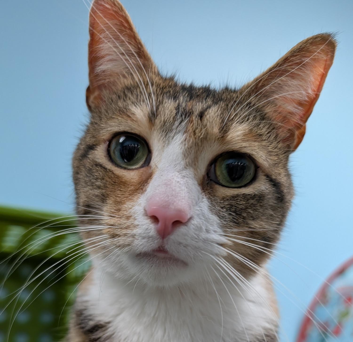 Available Cats and Kittens - Johnston County Animal Protection League ...