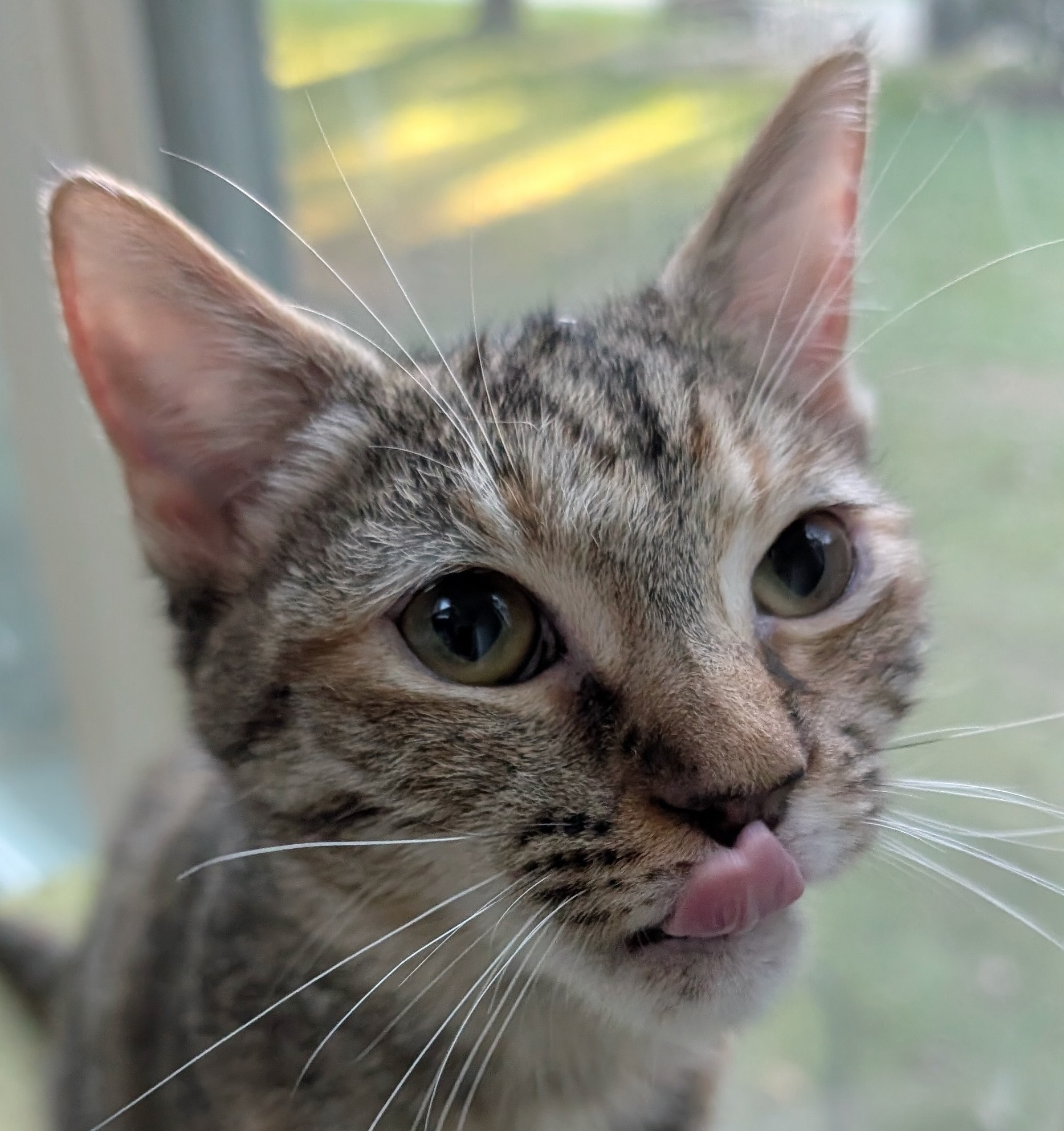 Available Cats and Kittens - Johnston County Animal Protection League ...