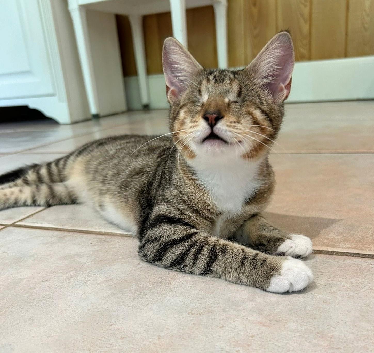 Cat for adoption - Felix and Famie, a Domestic Short Hair in Washington, DC | Petfinder