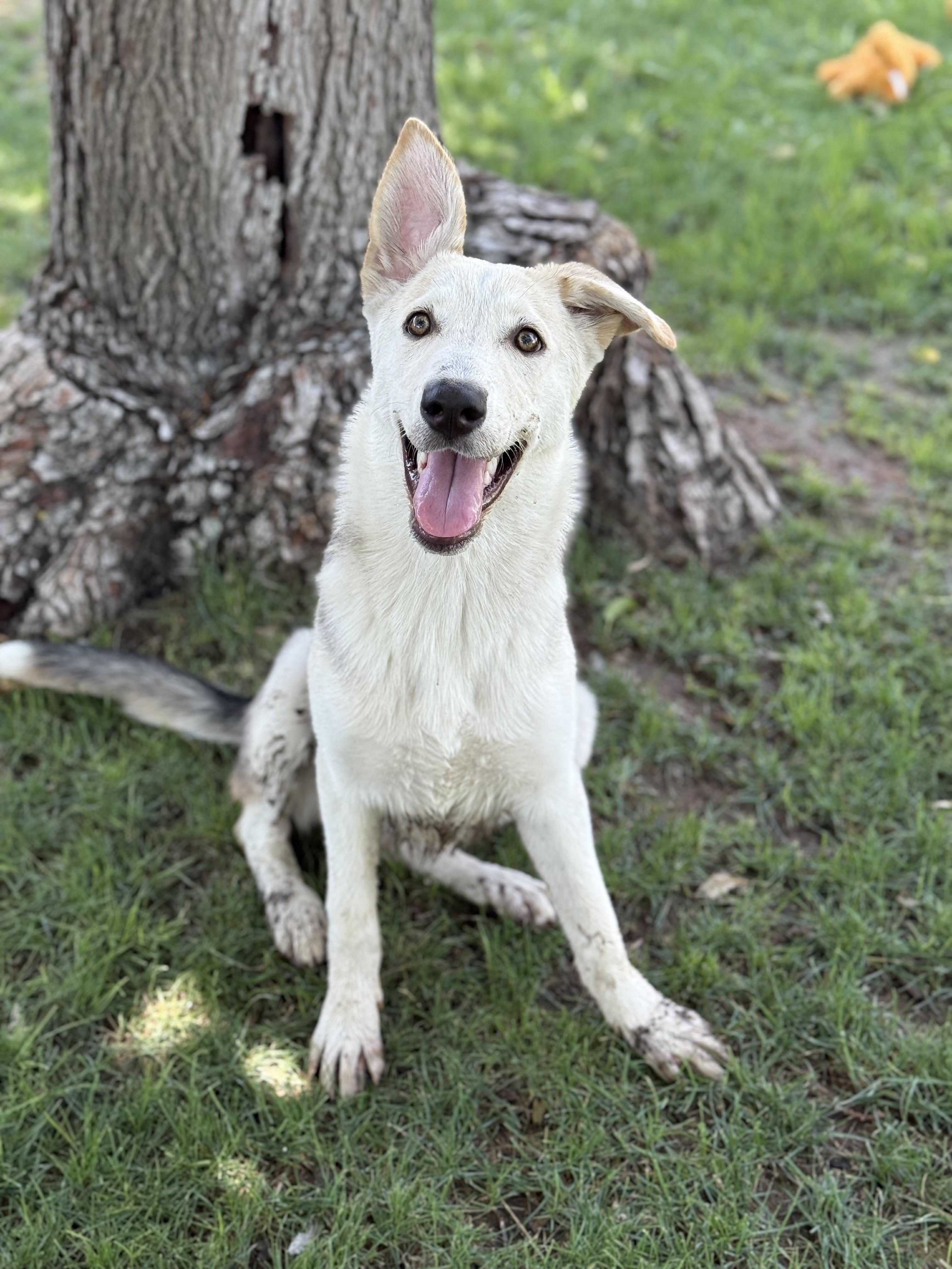 Dog for adoption - Winnie, a German Shepherd Dog & Husky Mix in Phoenix ...