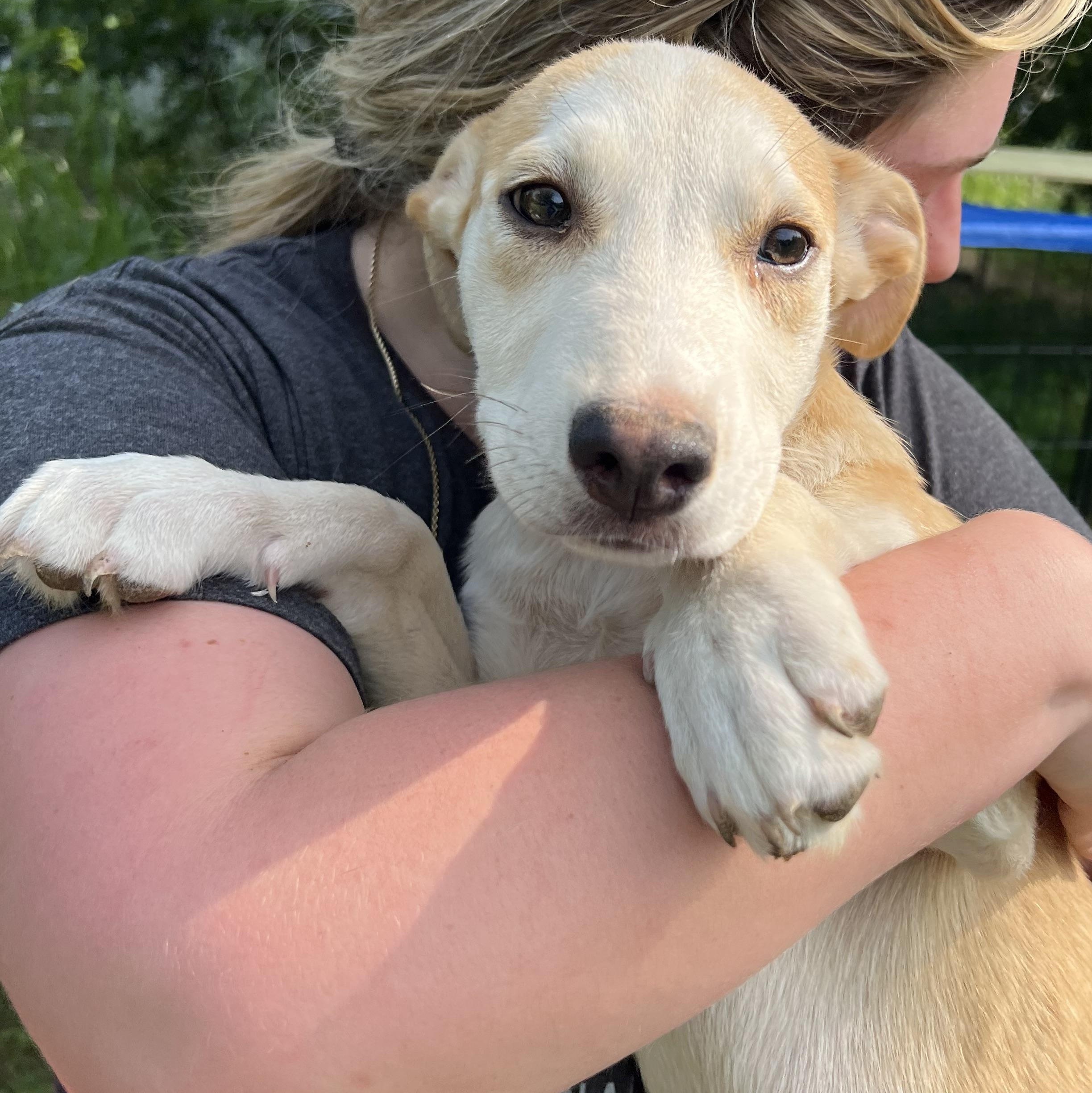 Dog for adoption - Scotty, a Labrador Retriever & Dutch Shepherd Mix in ...
