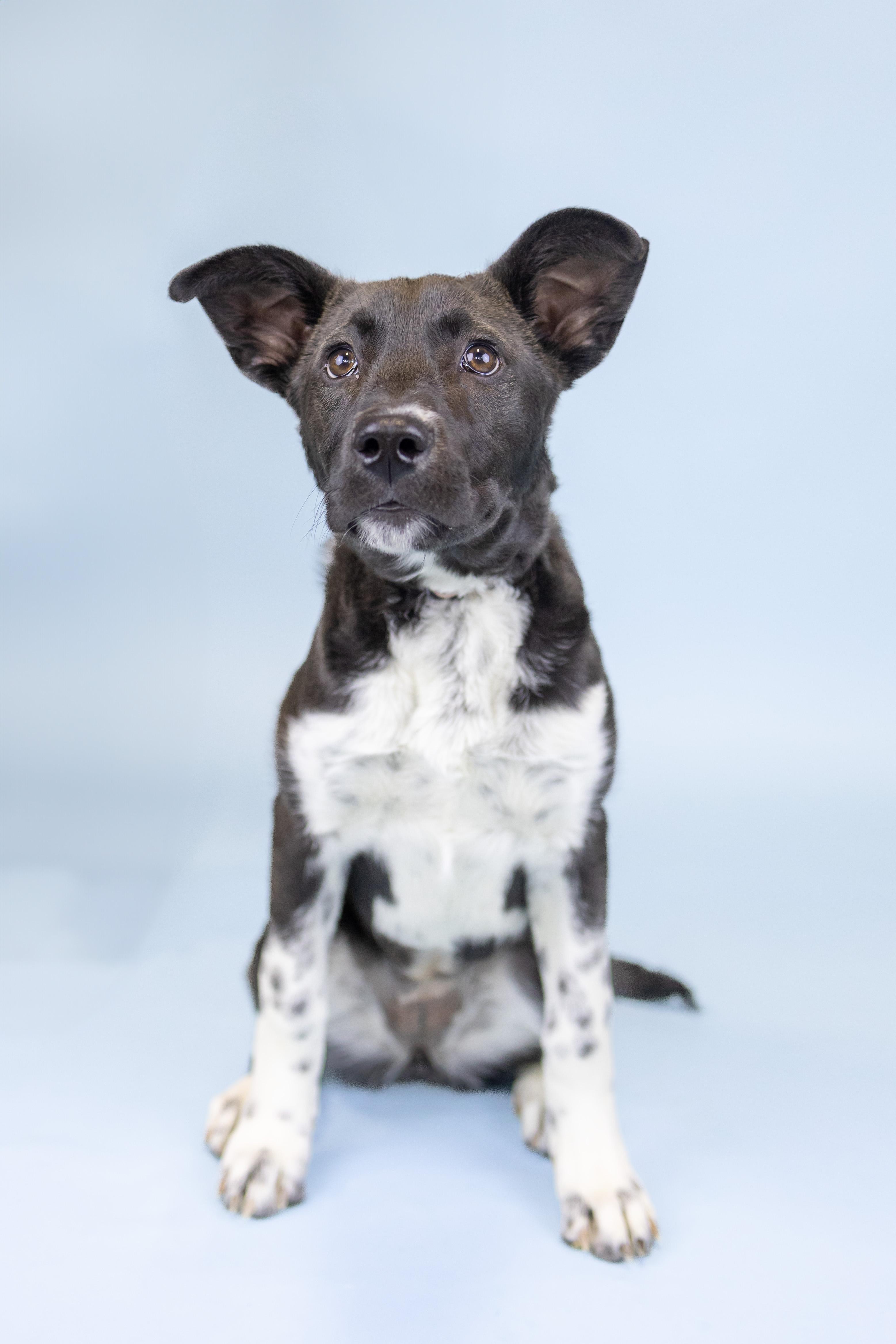 Dog for adoption - Noelle, a Mixed Breed in Portland, OR | Petfinder