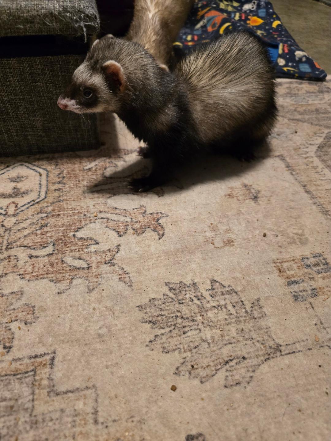 Ferret for adoption - Shadow, a Ferret in Lake worth, FL | Petfinder