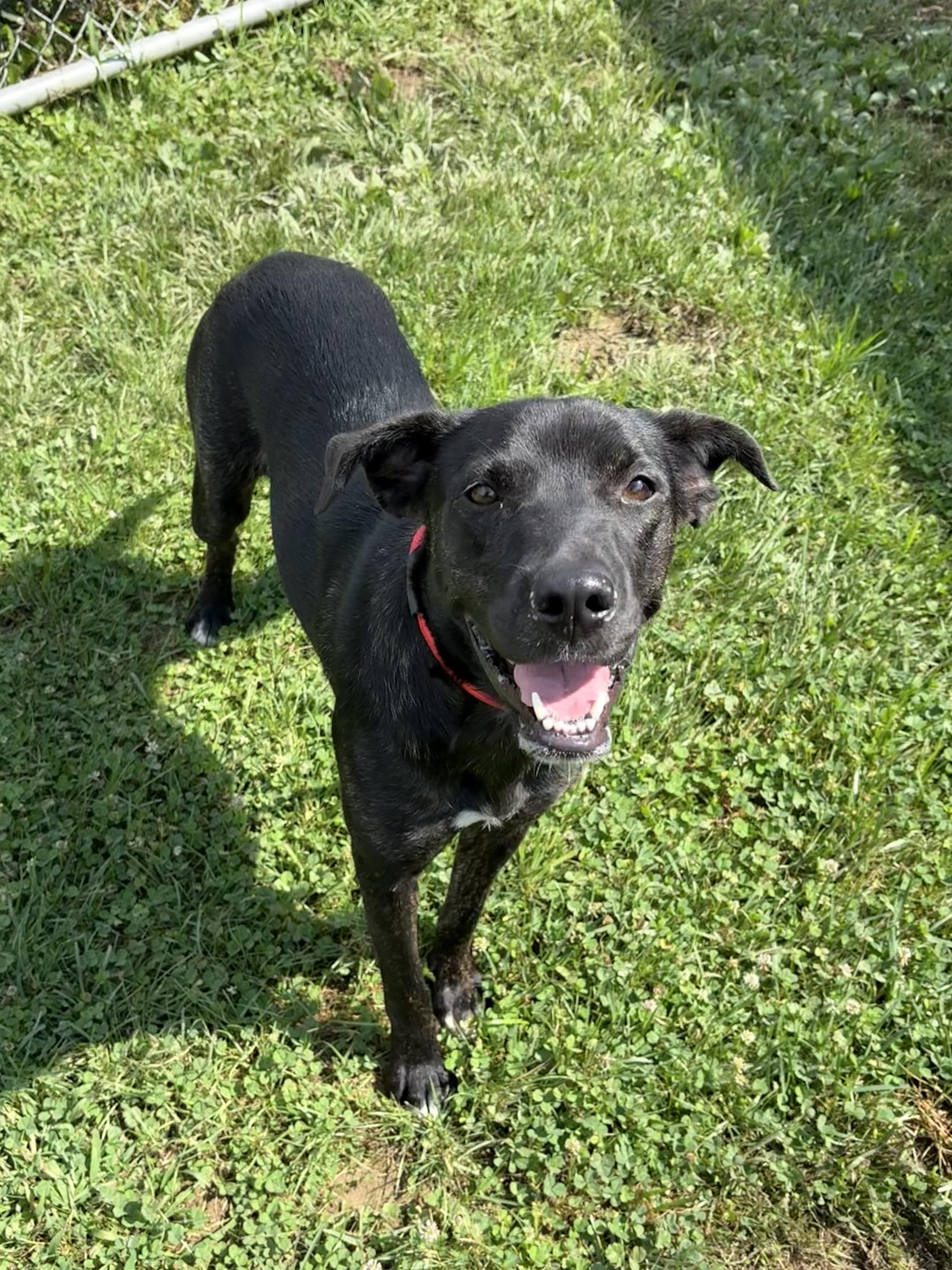 Dog for adoption - LaToya, a Black Labrador Retriever in Wooster, OH ...