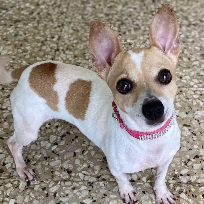 Dog for adoption - Fanny, a Jack Russell Terrier & Chihuahua Mix in ...