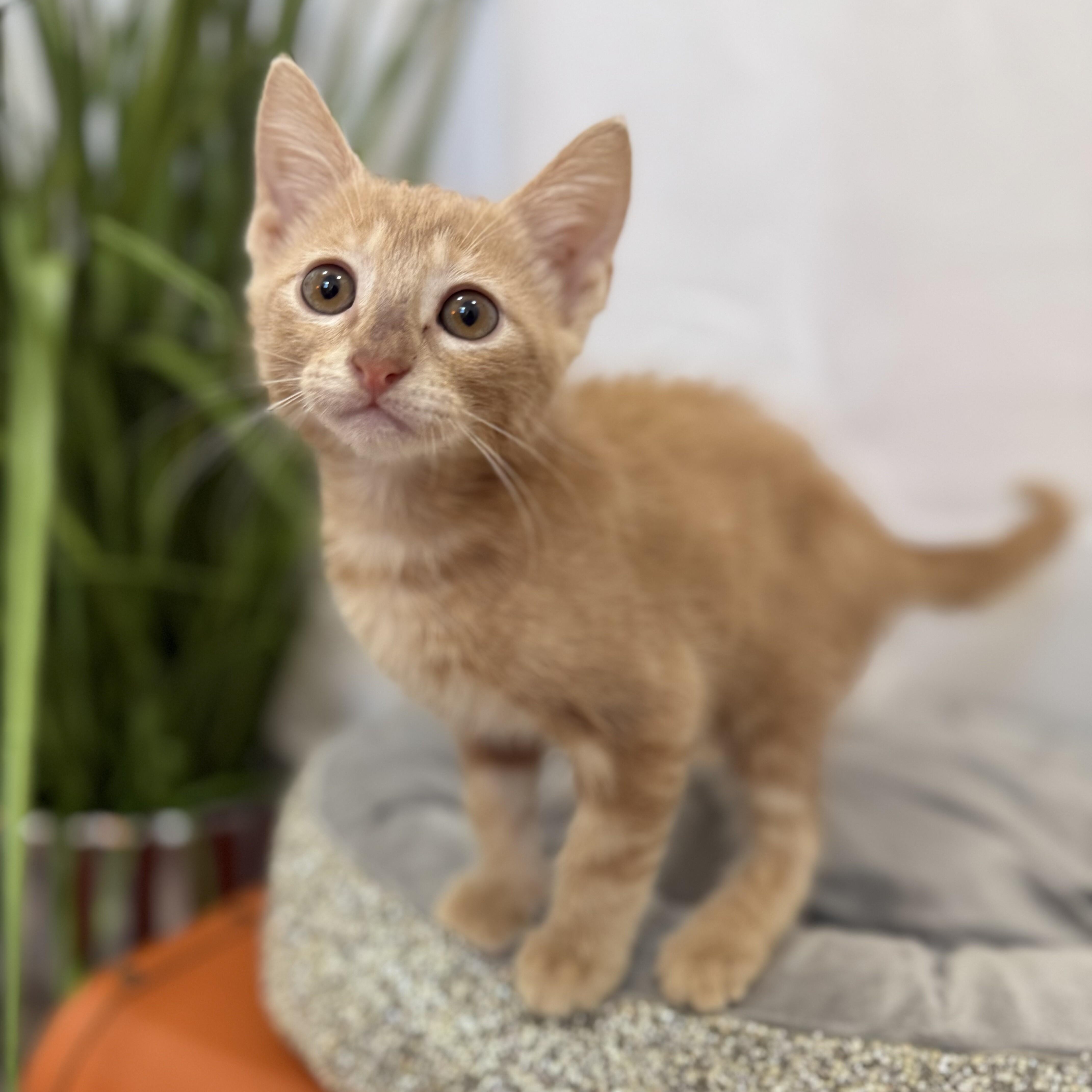 Cat for adoption - Dobby Hunter, a Tabby & Domestic Short Hair Mix in ...