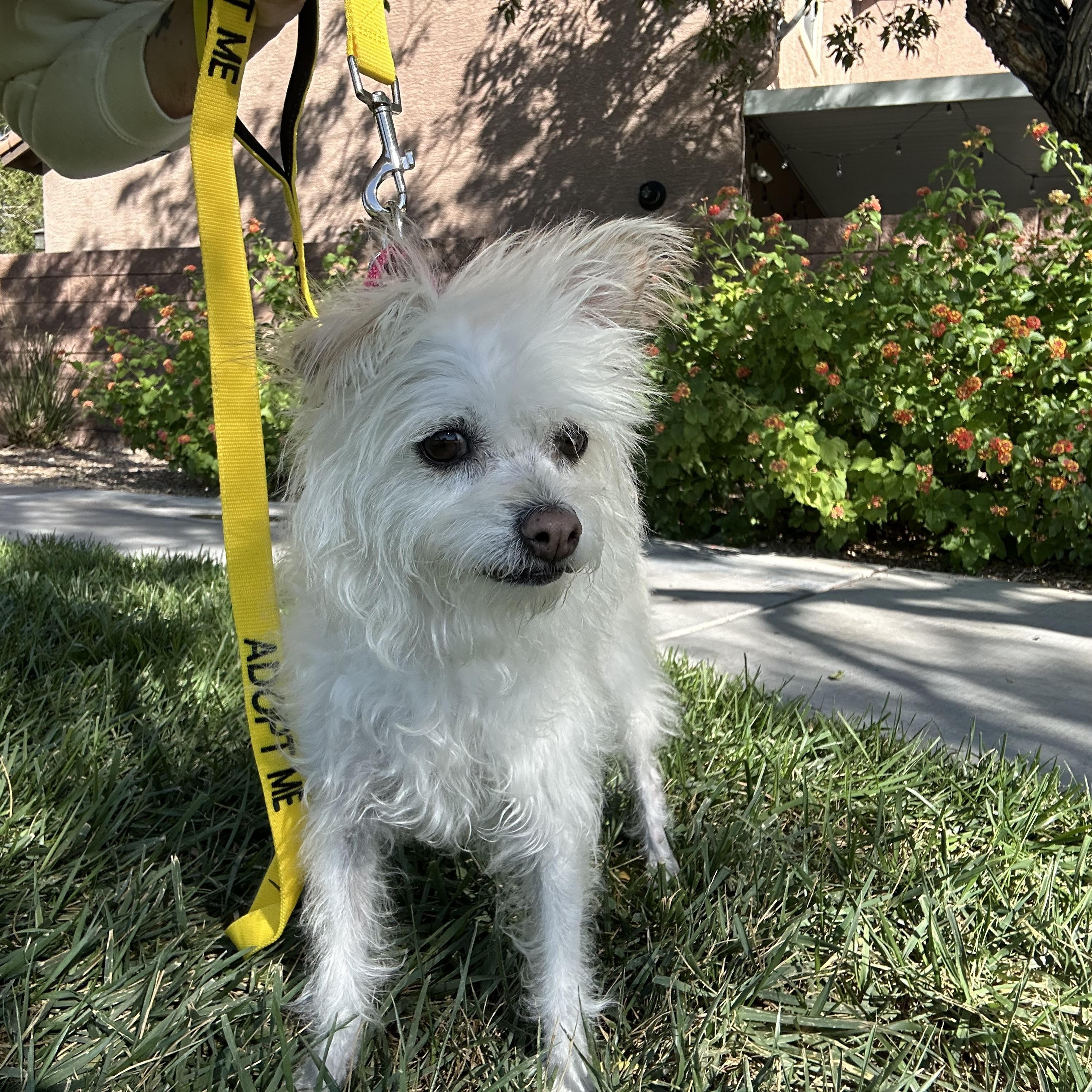 Dog for adoption - Princess, a Terrier in Las Vegas, NV | Petfinder