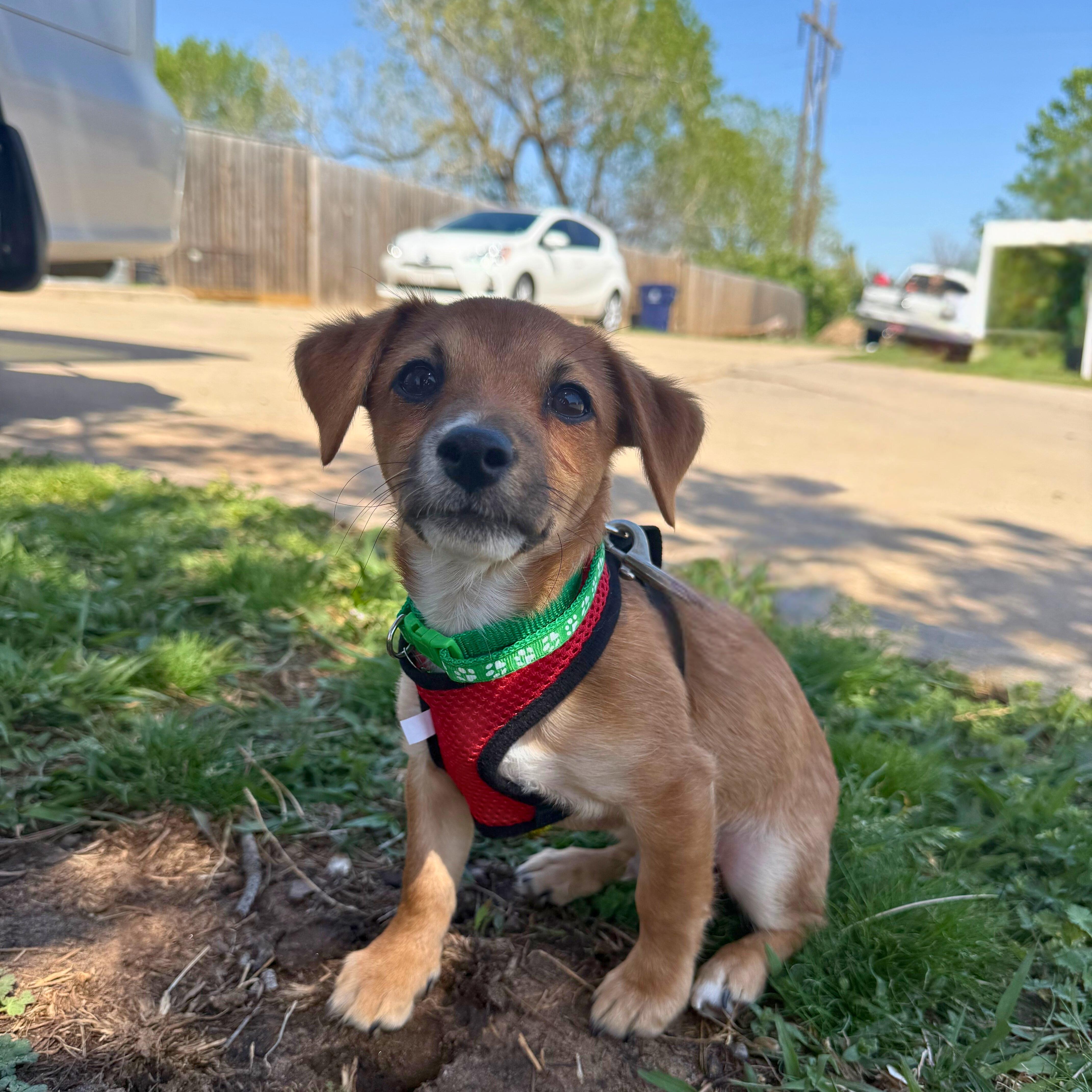 Dog for adoption - Linus Lily, a Chiweenie & Miniature Schnauzer Mix in ...