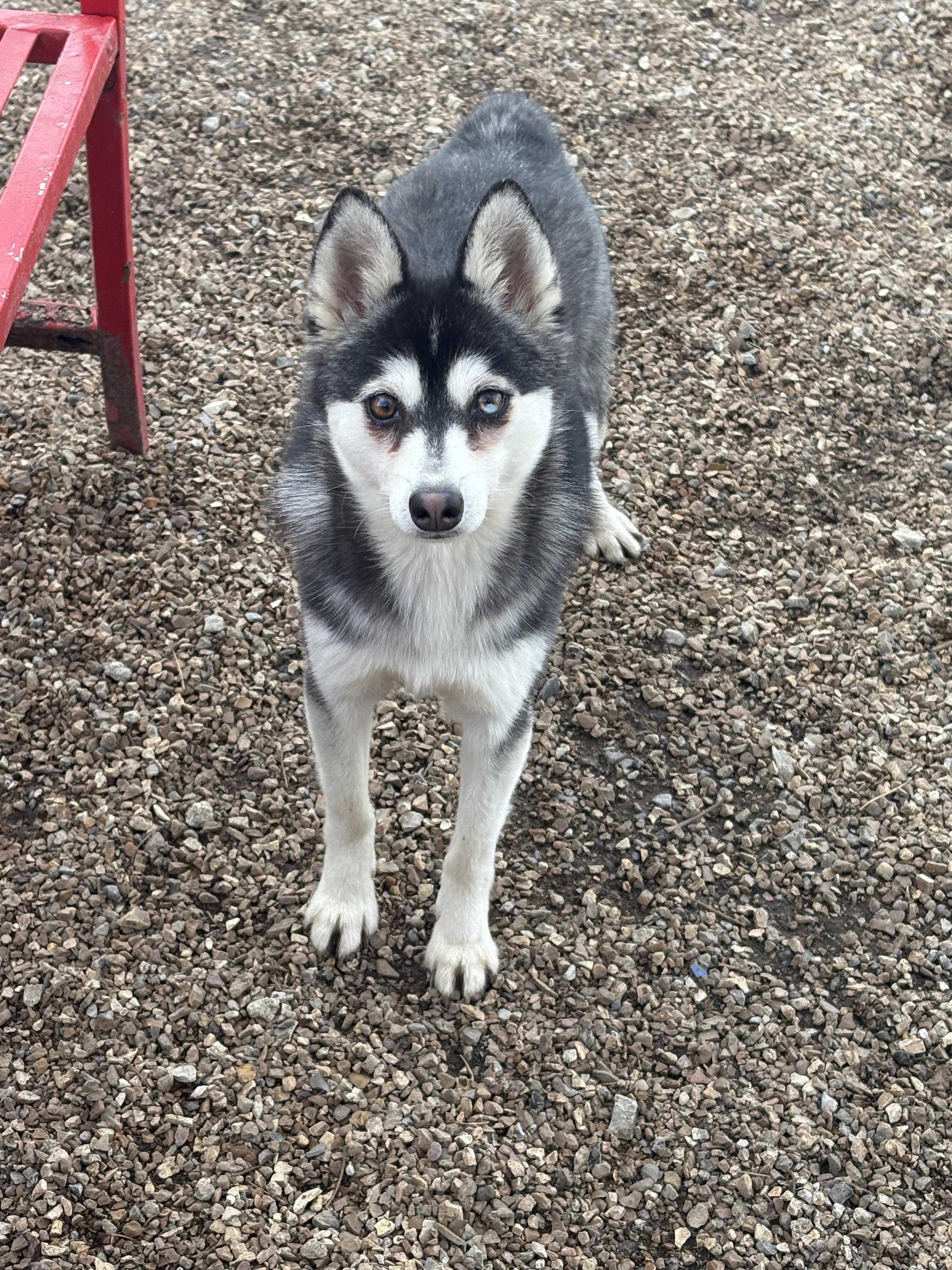 Yuka - Adoptable Pet | Petfinder | Petfinder