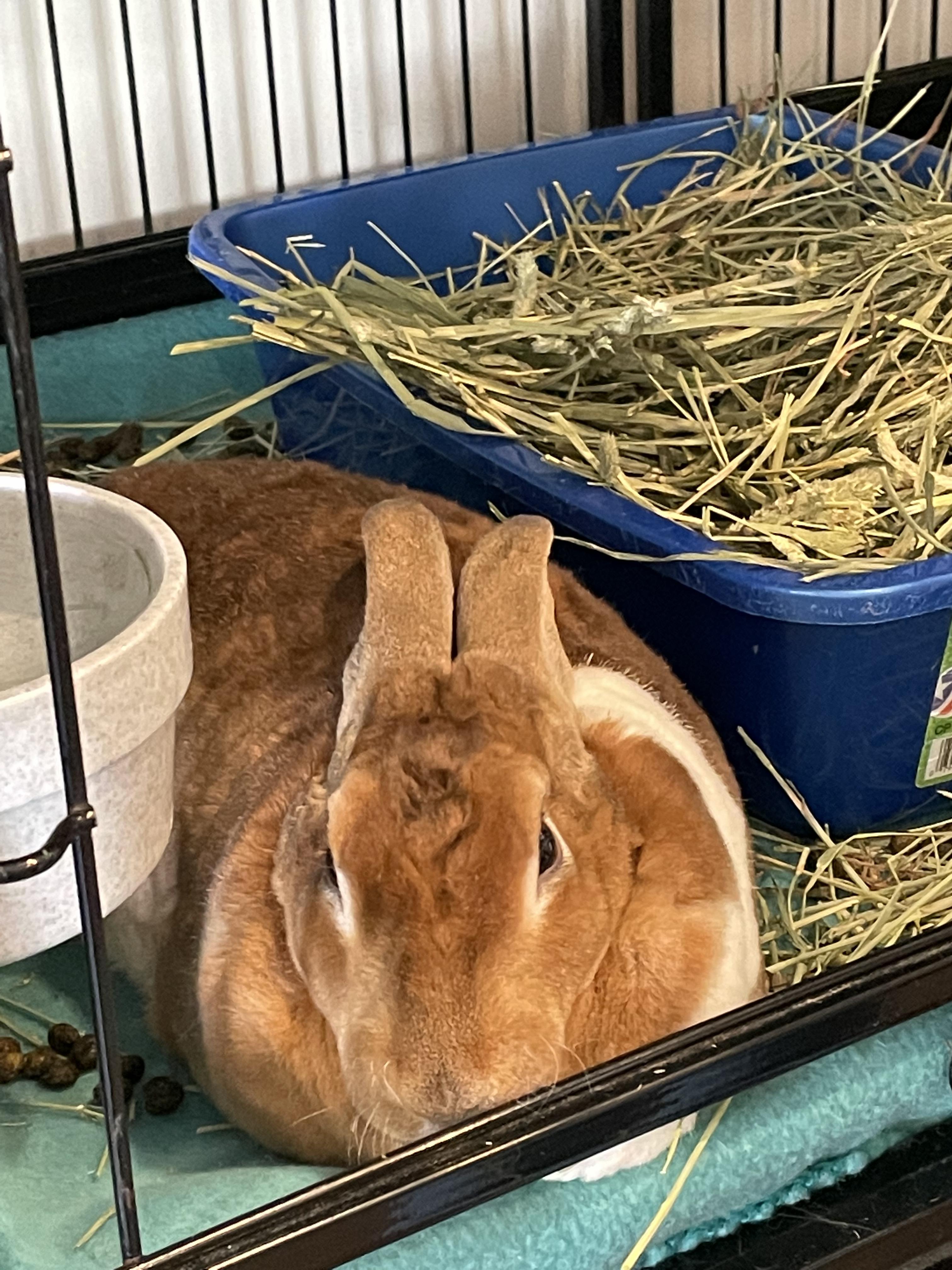 Adoptable Bunnies - Luv-N-Bunns Rabbit Rescue