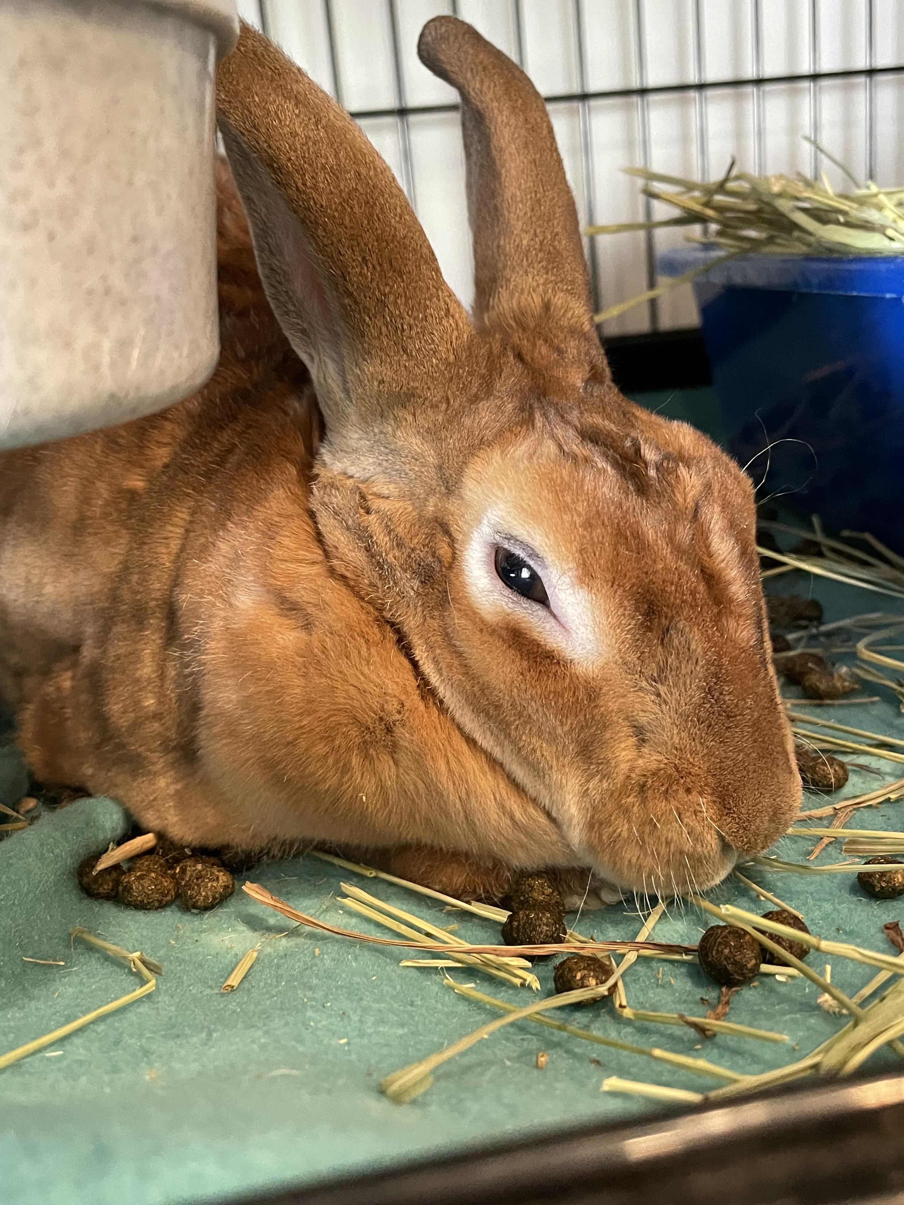 Adoptable Bunnies - Luv-N-Bunns Rabbit Rescue