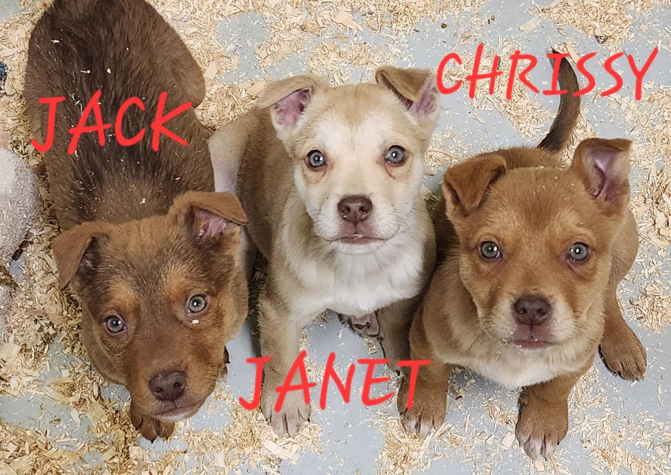 Dog for adoption - Jack, Janet & Chrissy, a Mixed Breed in Momence, IL ...