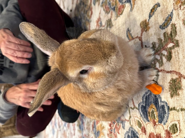 Rabbit for adoption - Peanut Butter, a Rex & Holland Lop Mix in Brick ...