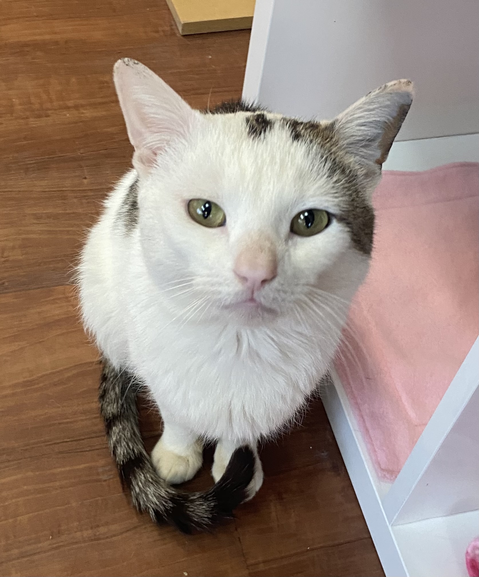 Cat for adoption - Garfunkel, a Domestic Short Hair in Breinigsville ...