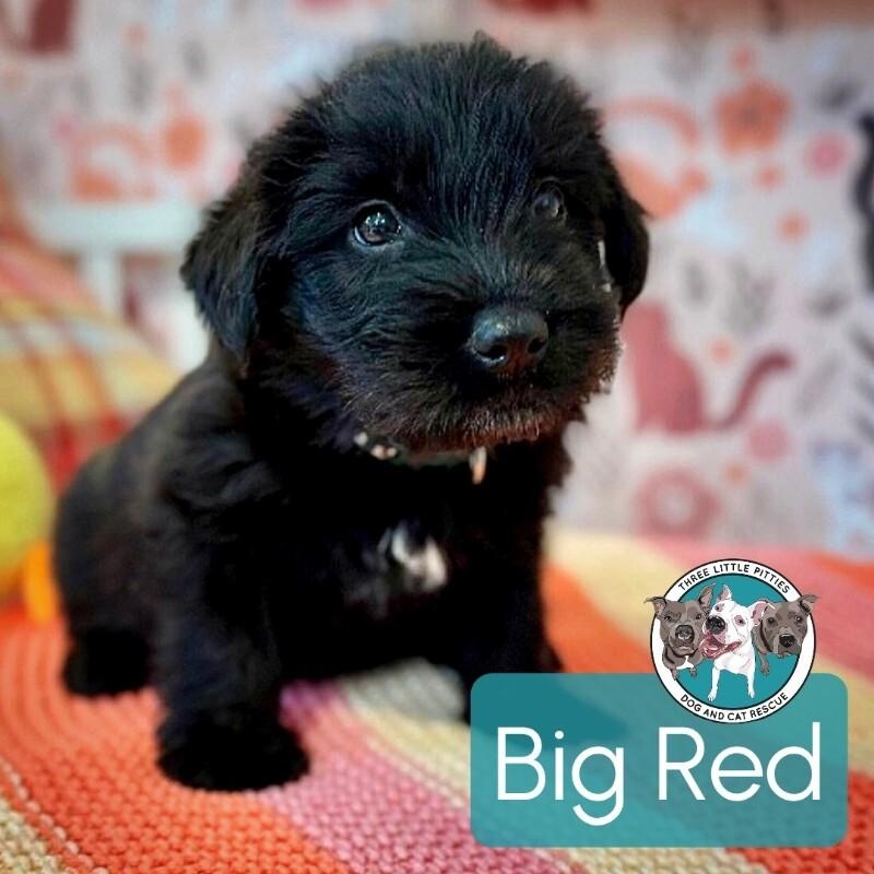 Dog for adoption - Big Red Soda, a Labrador Retriever & Chihuahua Mix ...