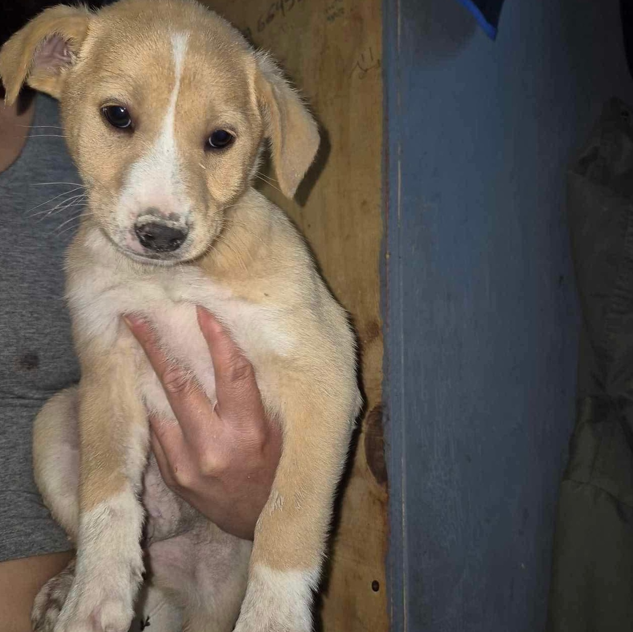 Dog for adoption - Henry, a Mixed Breed in Puyallup, WA | Petfinder