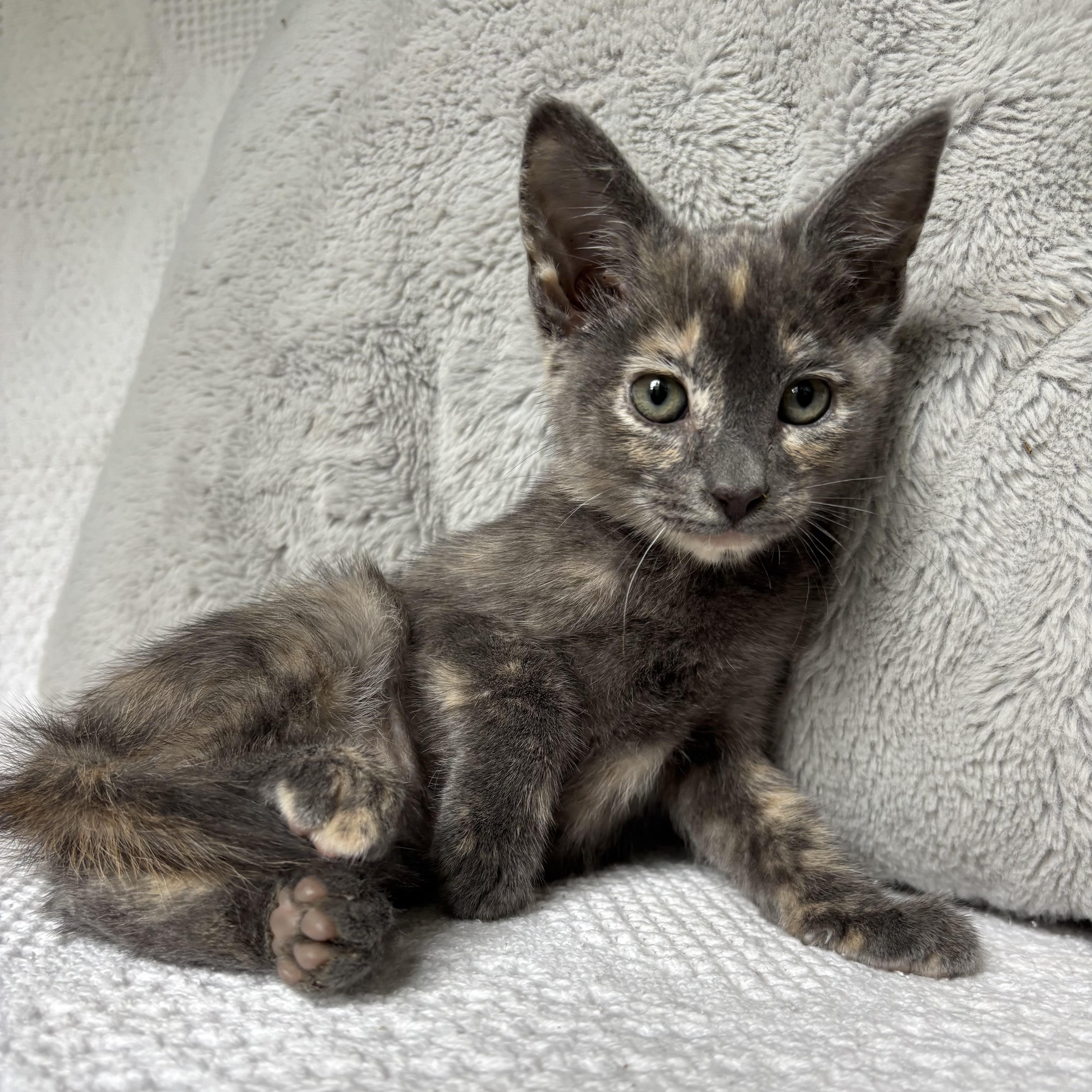 Cat for adoption - Eclair, a Dilute Tortoiseshell in Monroe, WA | Petfinder