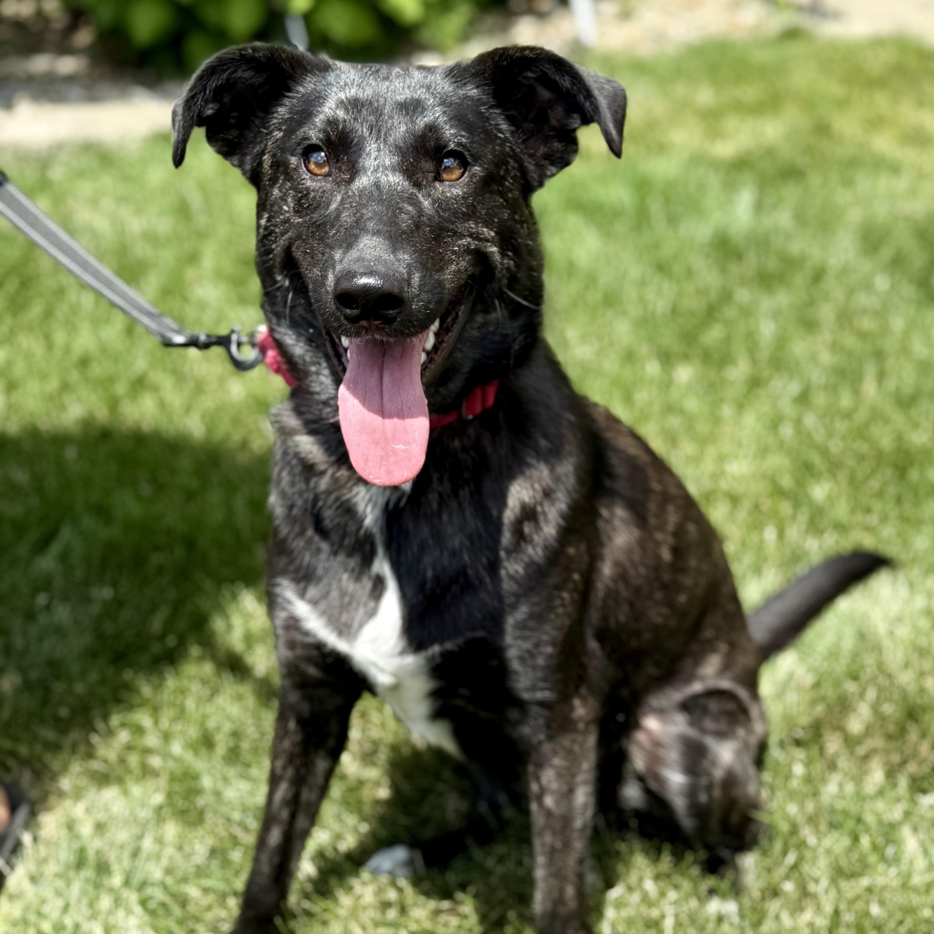 Dog for adoption - Leesa, a Border Collie Mix in Orland Park, IL ...