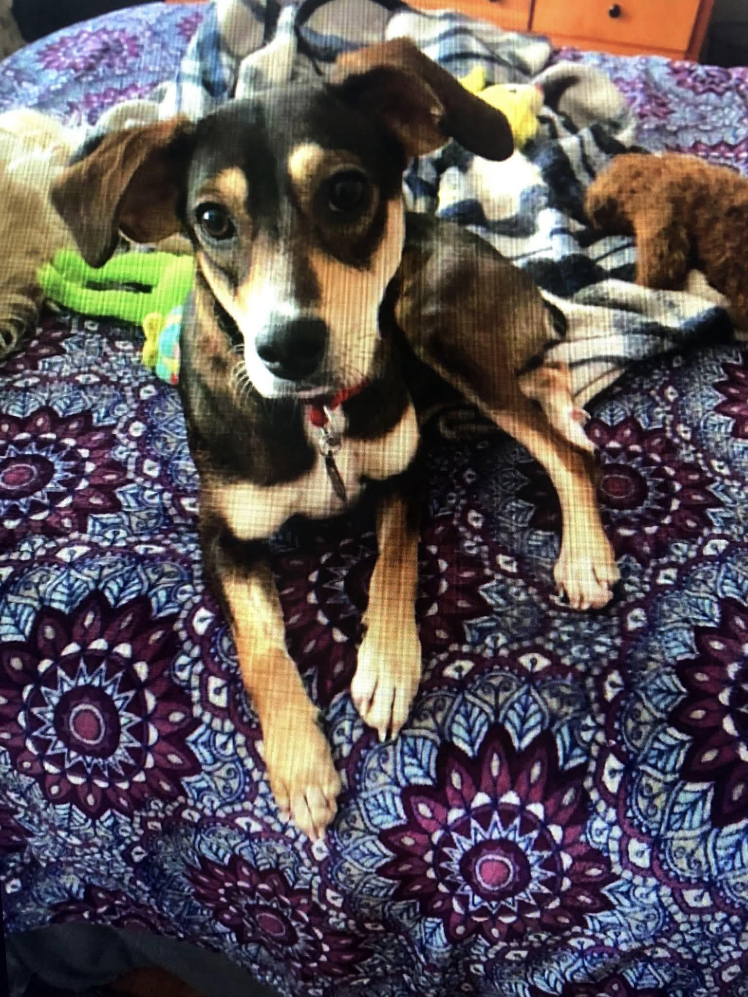 Dog for adoption - Violet, a Feist Mix in Albany, NY | Petfinder