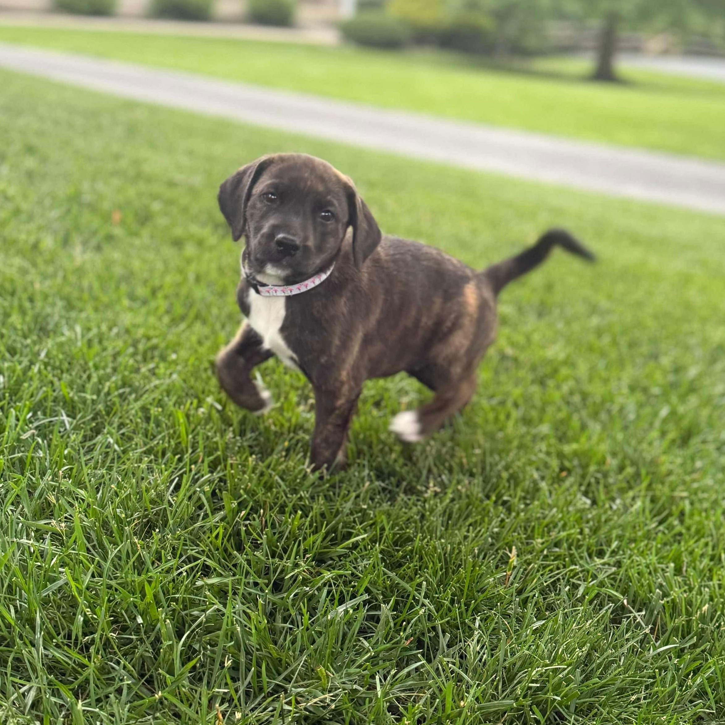 Dog for adoption - Caramel, a Labrador Retriever & Boxer Mix in ...