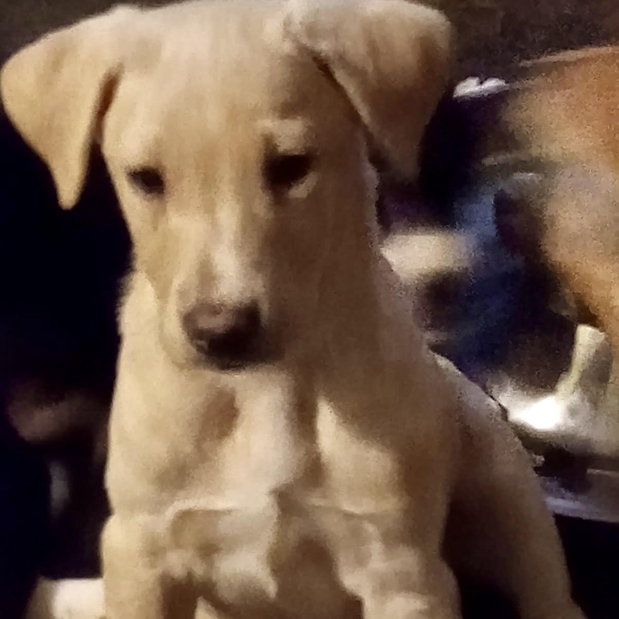 Dog for adoption - Butterscotch, a Labrador Retriever Mix in Trenton ...