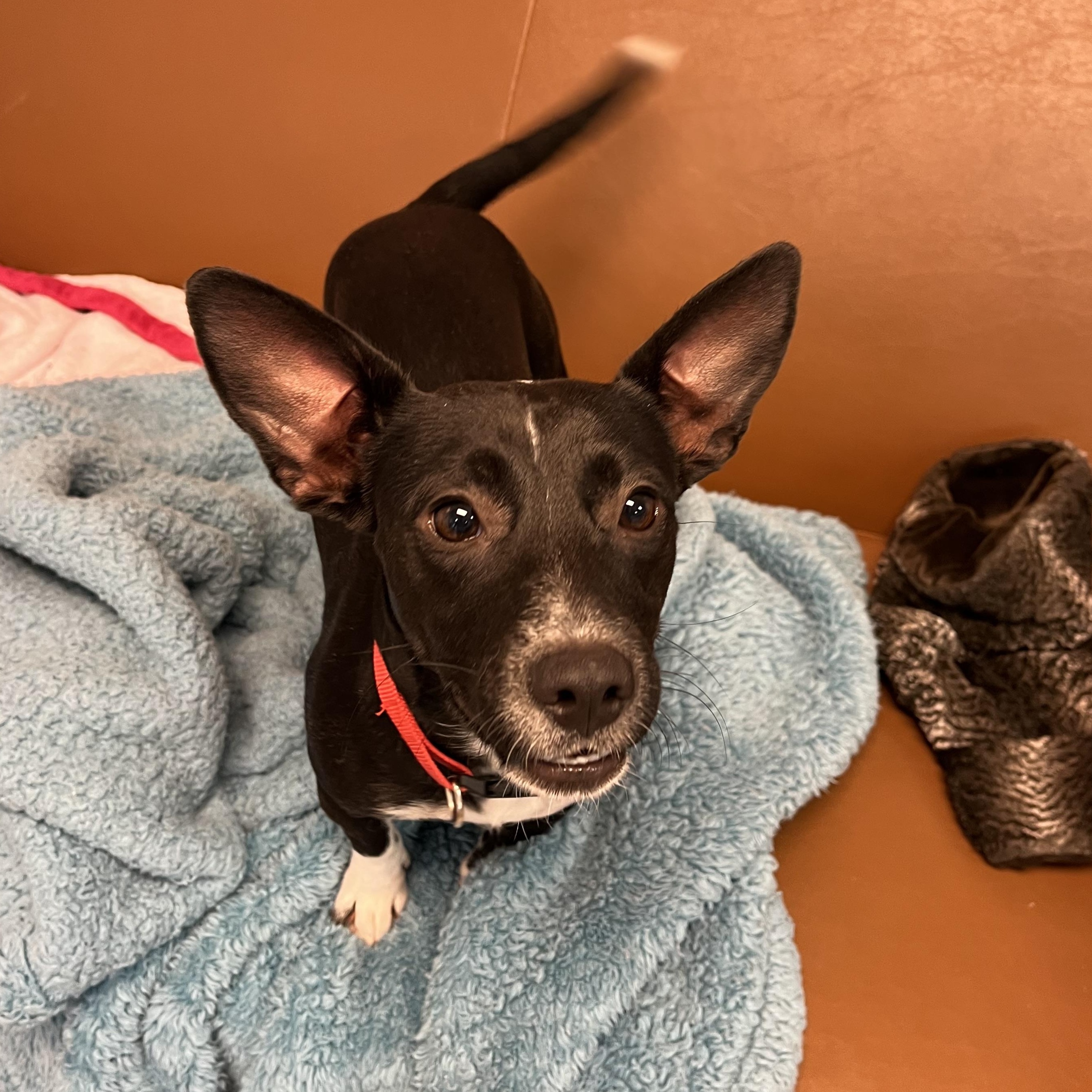 Dog for adoption - Shortbread and Tara (pair), a Mixed Breed in Sudbury ...