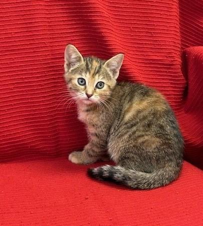 Cat for adoption - Ipsy, a Torbie & Domestic Short Hair Mix in Bluffton ...