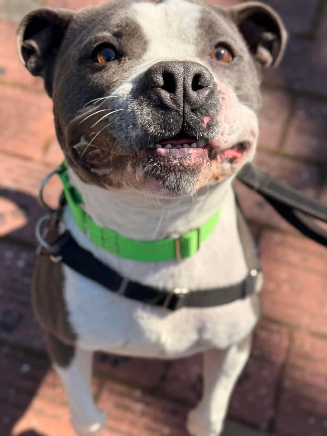 Dog for adoption - Rambo, a Pit Bull Terrier in Attleboro, MA | Petfinder