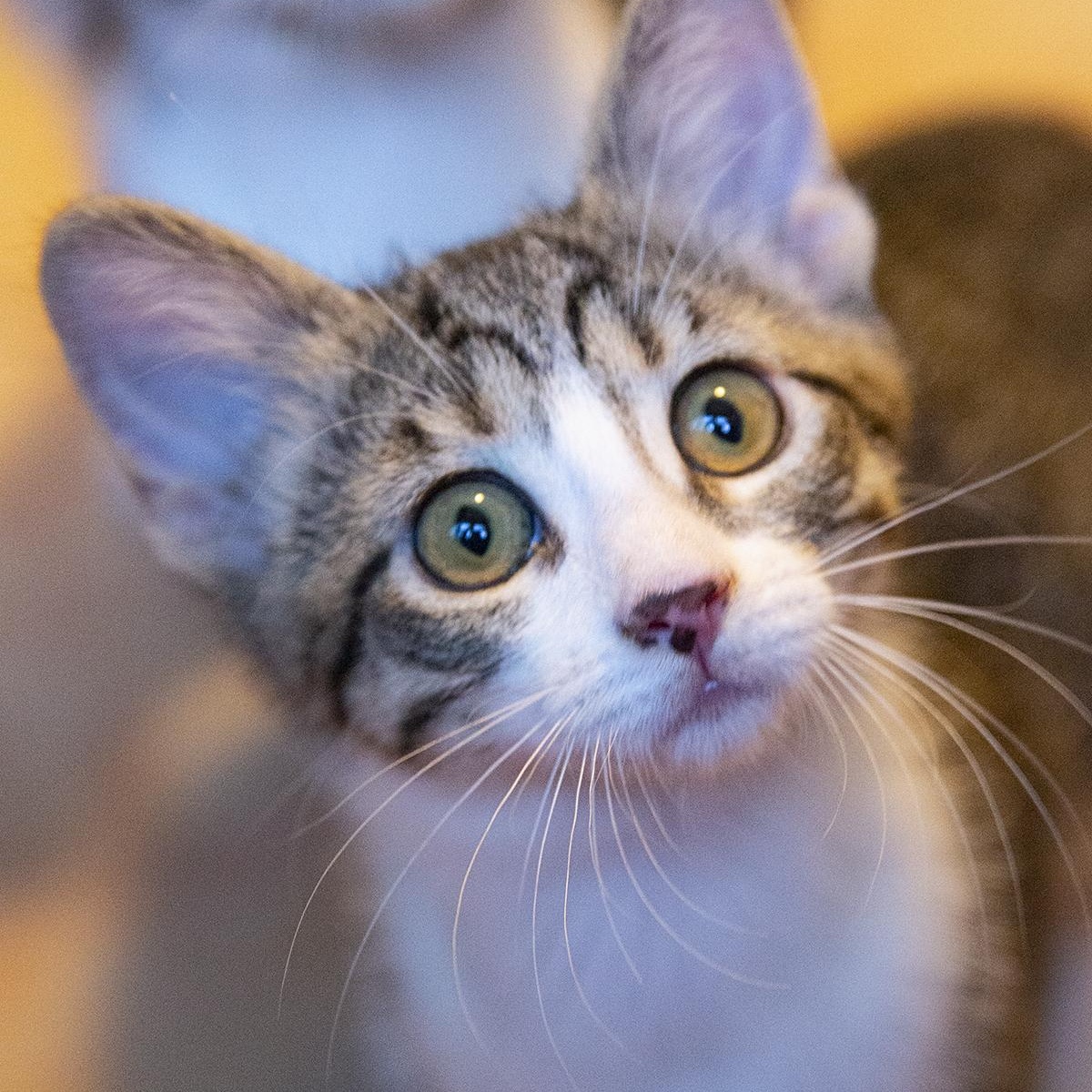Cat for adoption - All the Way May (& Dottie), a Domestic Short Hair in ...