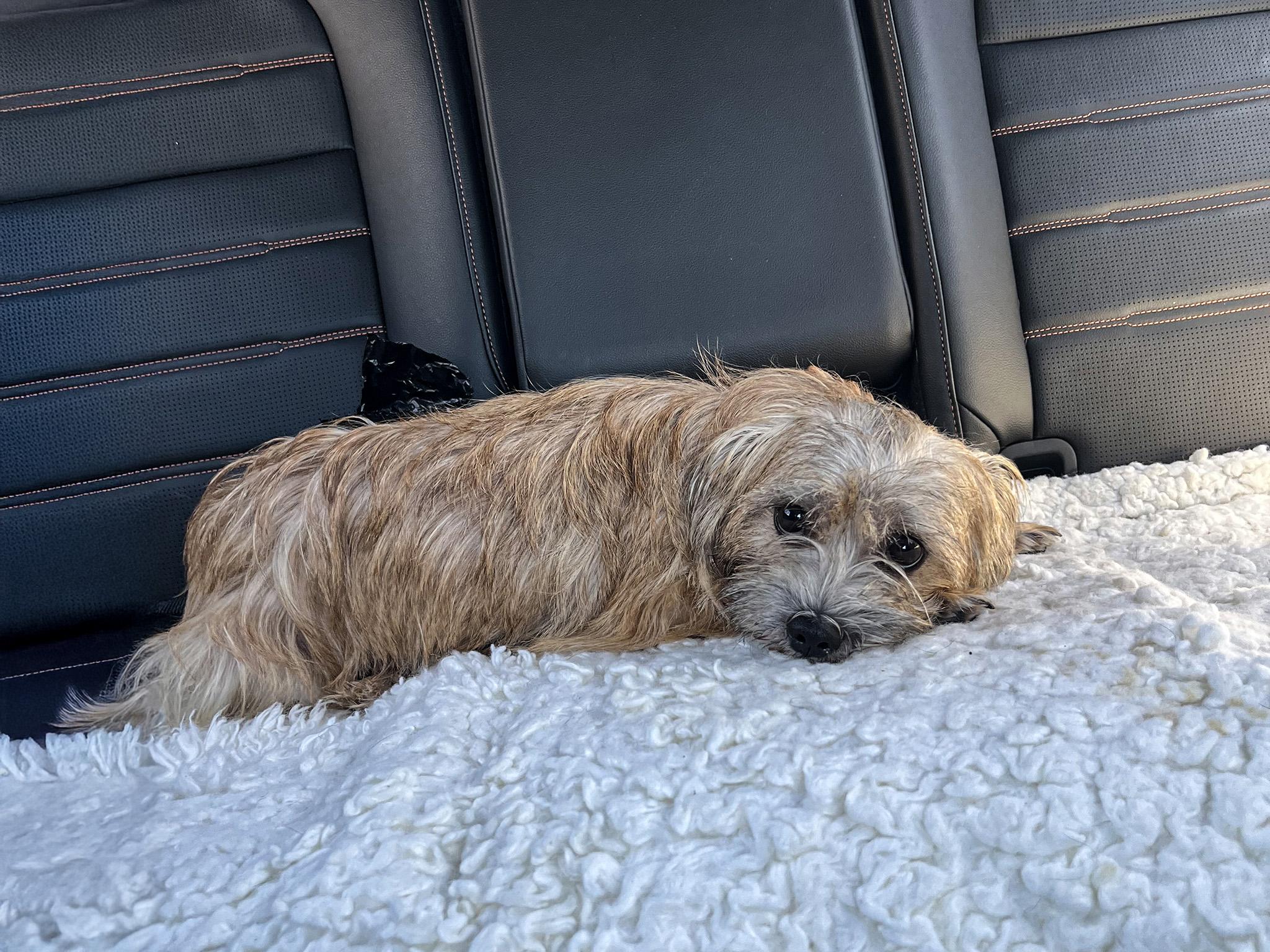 Dog for adoption - Collette, a Shih Tzu Mix in Orlando, FL | Petfinder