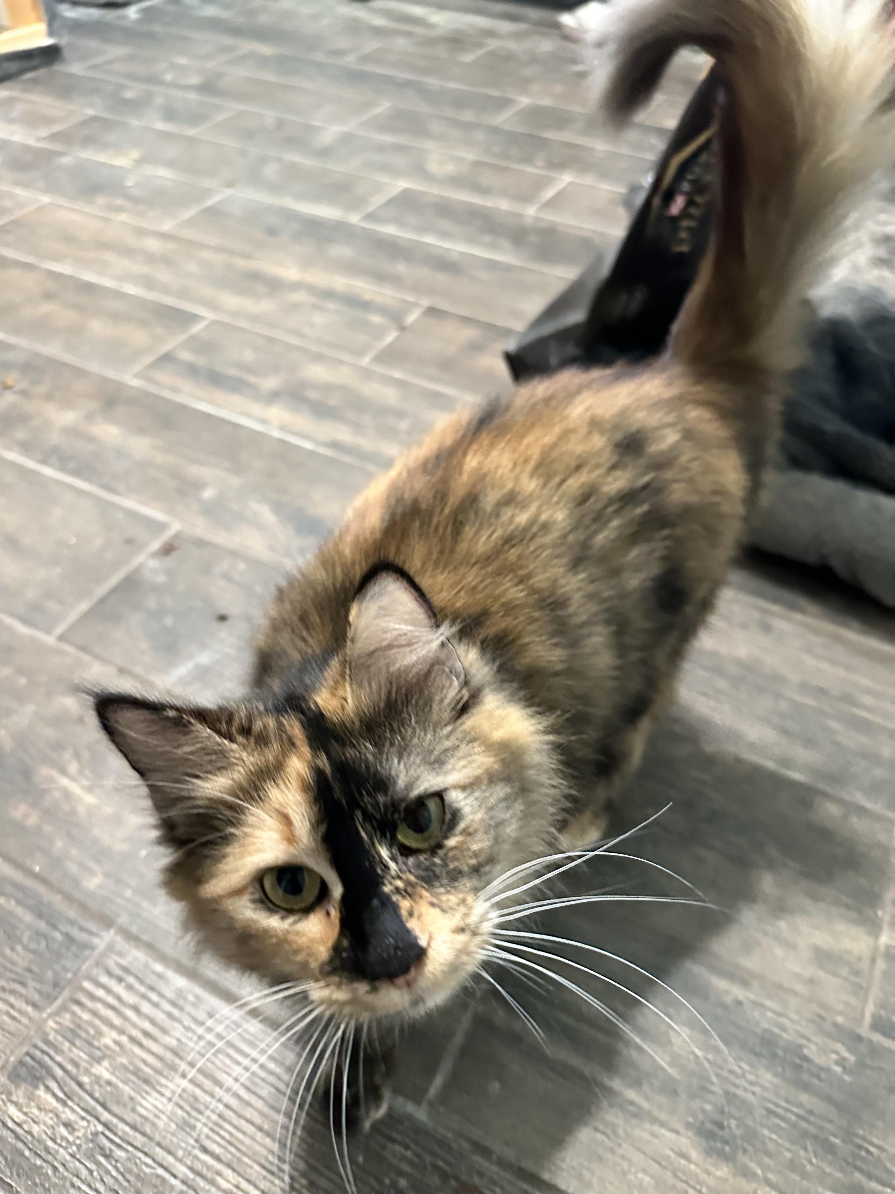 Cat for adoption - Yang & Dolce, a Siamese & Tortoiseshell Mix in ...