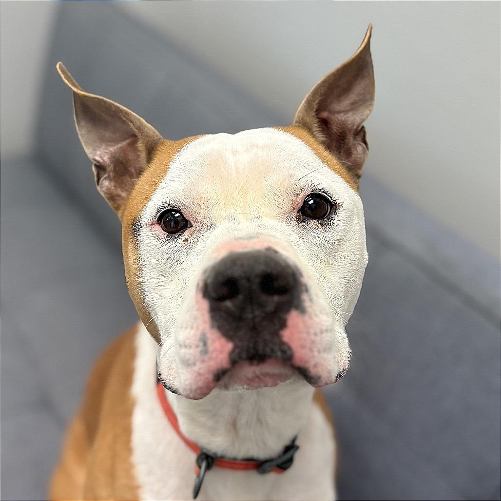 Dog for adoption - Cove, an American Bulldog & American Staffordshire ...