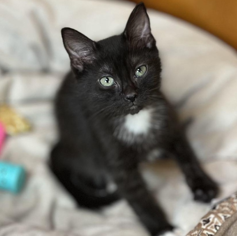 Cat for adoption - Clover, a Domestic Medium Hair in Youngstown, OH ...