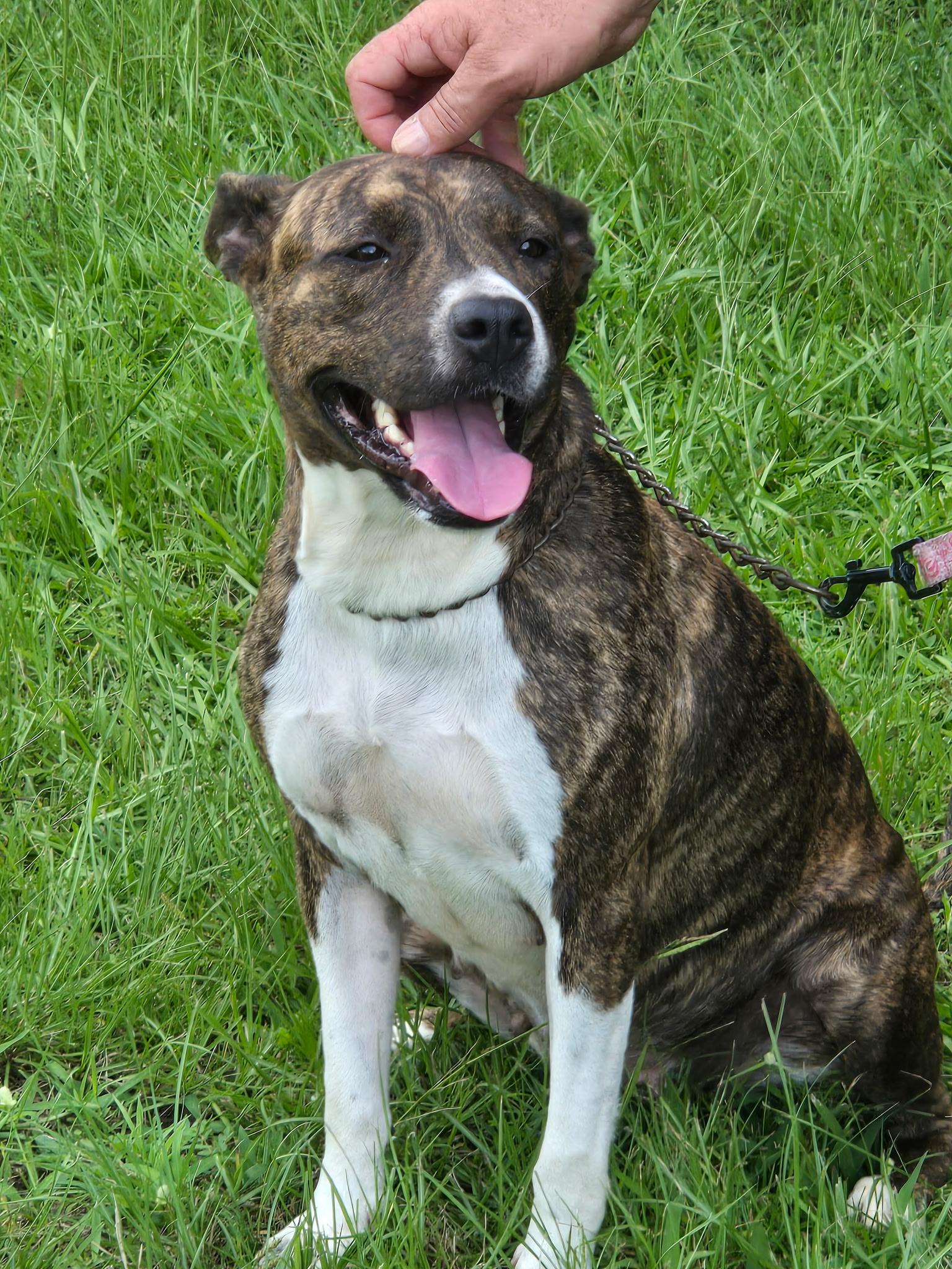 Dog for adoption - Bobby, a Mixed Breed in Greenville, SC | Petfinder