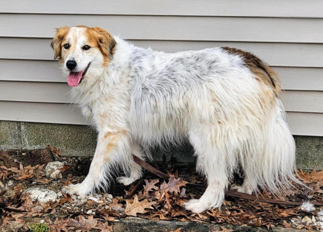 Dog for adoption - Beryl (Miss Bea), a Great Pyrenees Mix in Detroit ...