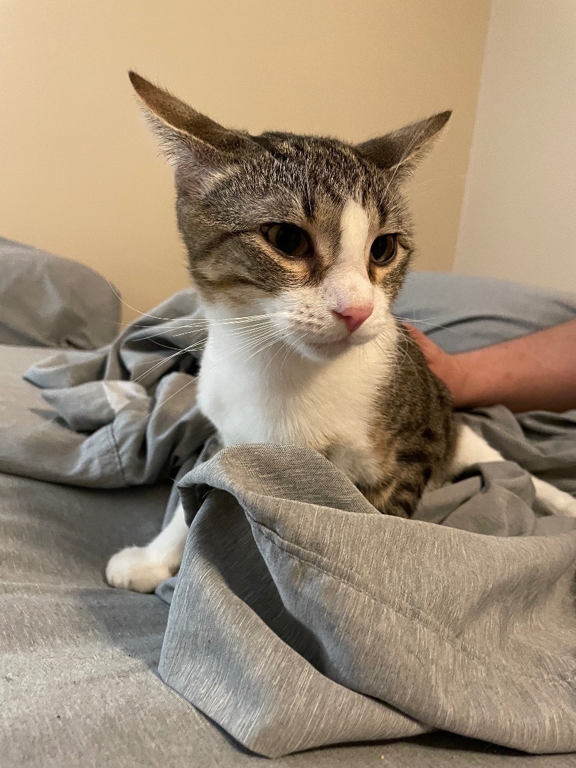 Cat for adoption - Squirrel (waiting since 2022), a Tabby & Domestic ...