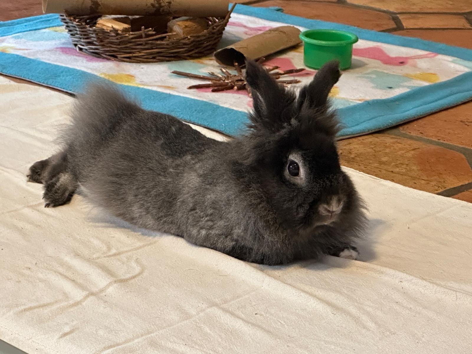 Rabbit for adoption - Fuzzy Bear, a Lionhead in Fountain Valley, CA ...
