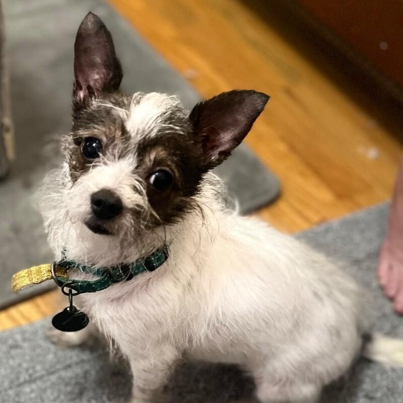 Dog for adoption - Brewski Bruiser Comes with Terms and Conditions, a ...