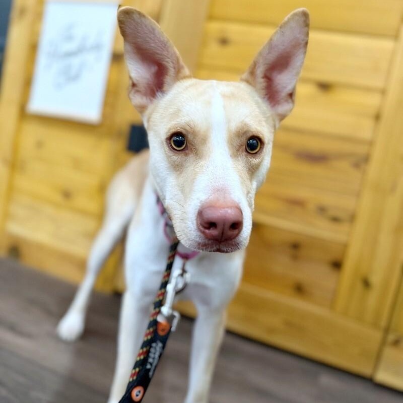 Dog for adoption - Everest Junie "EJ" the Loyal Girl, a Husky ...