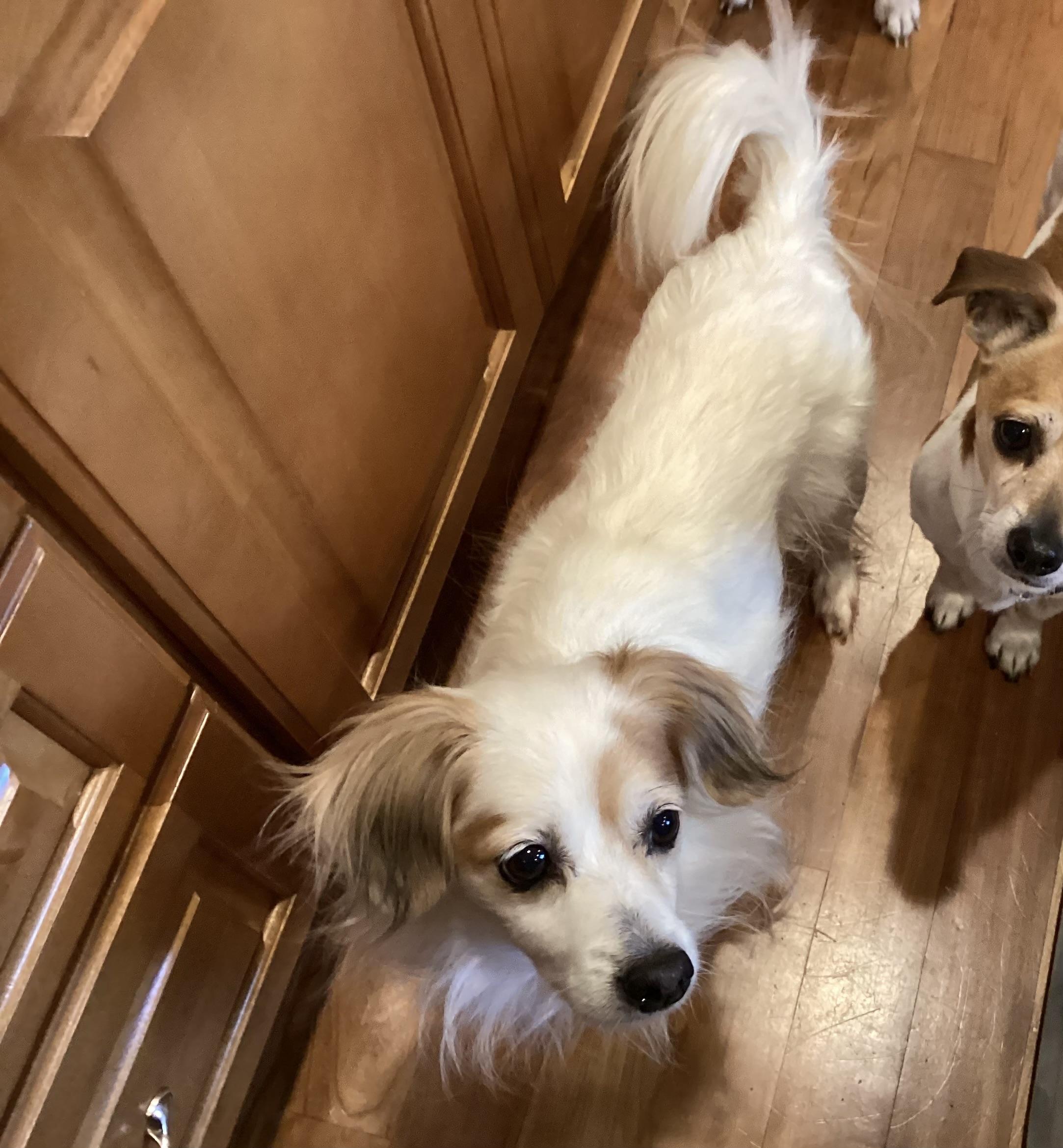 Dog for adoption - Bandit **ADOPTION PENDING, a Chihuahua & Spaniel Mix ...