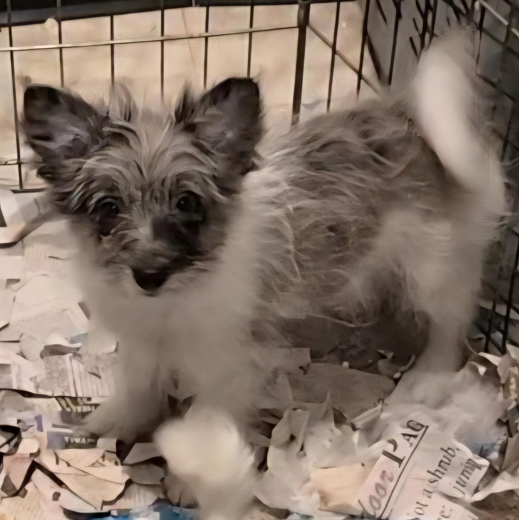 Dog for adoption - Pickles, a Pomapoo in LaGrange, IN | Petfinder